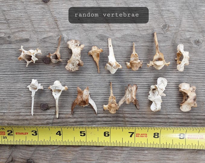 Real Cat Bones, Nature Cleaned, Ribs, Leg, Pelvis, for Bone Throwing ...