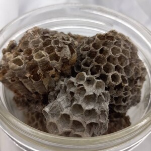 Wasp Nests, Hornets Nests, Hoodoo, Conjure, Rootwork, Folk Magick ...