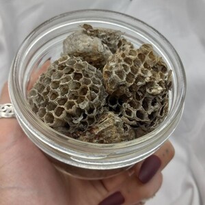 Wasp Nests, Hornets Nests, Hoodoo, Conjure, Rootwork, Folk Magick ...