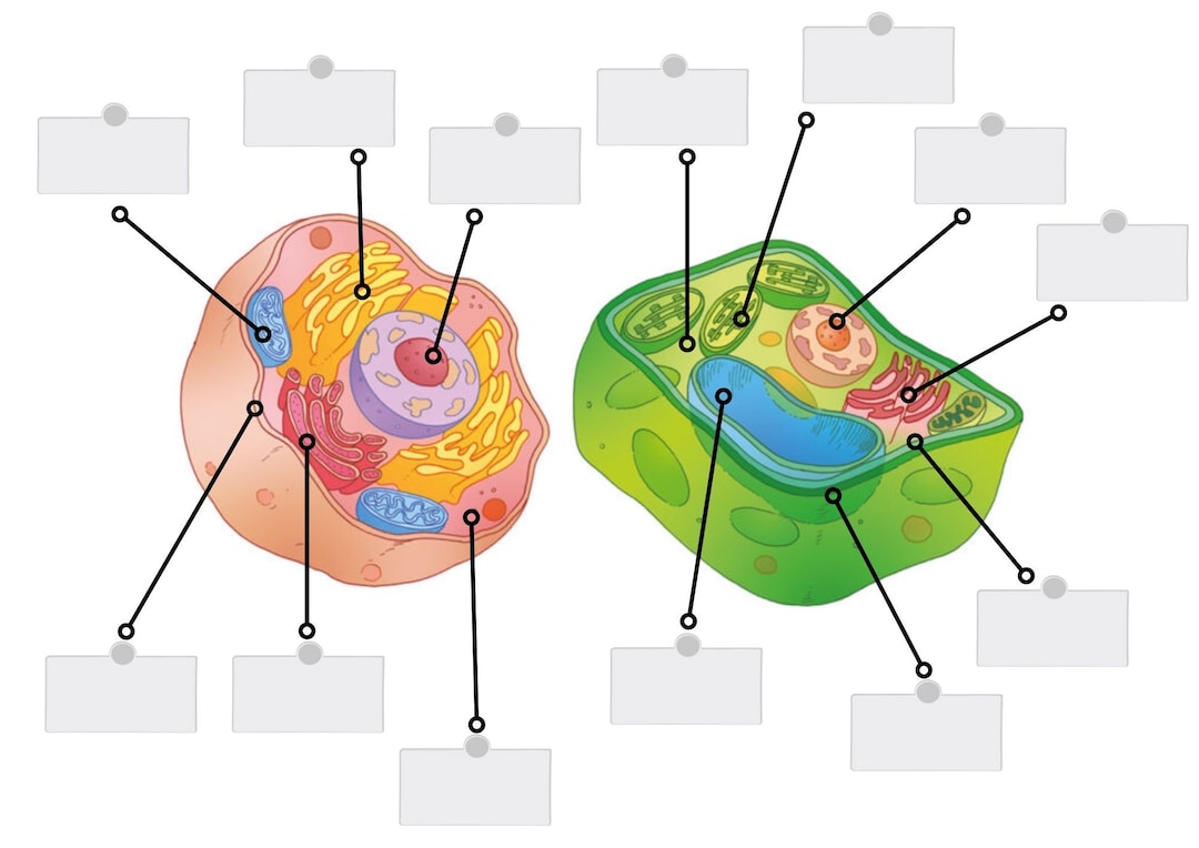 Didactic Activity Organelles Plant Cells Animals - Etsy