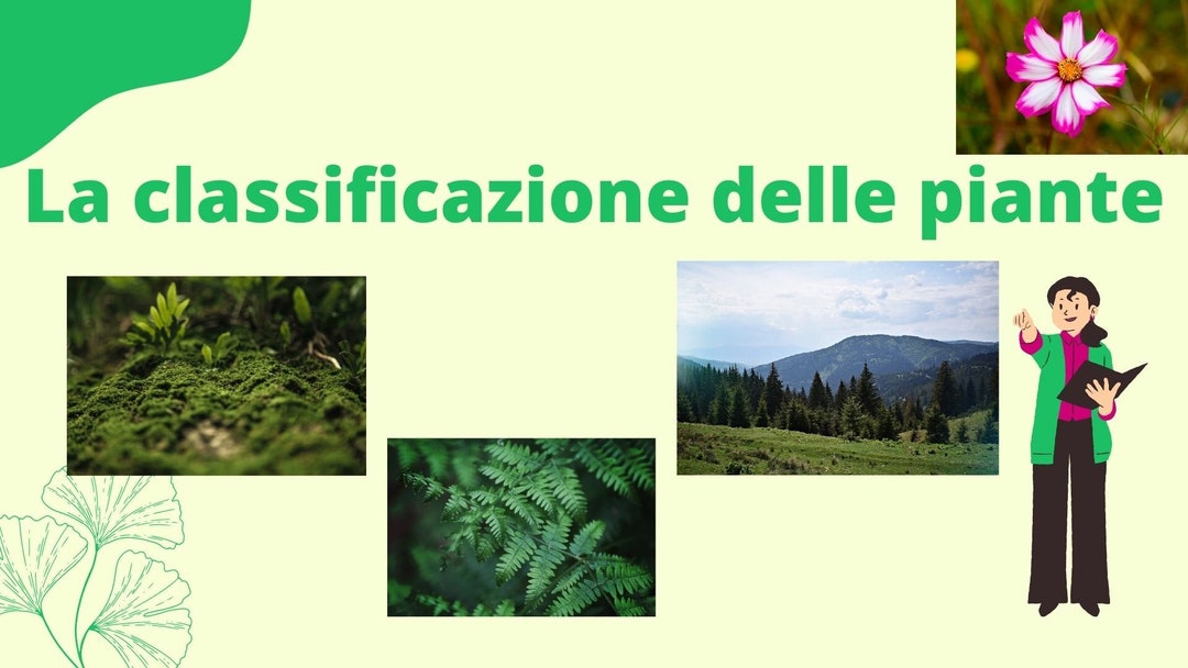 The Classification of Plants teaching Material, Slides, Pdf - Etsy