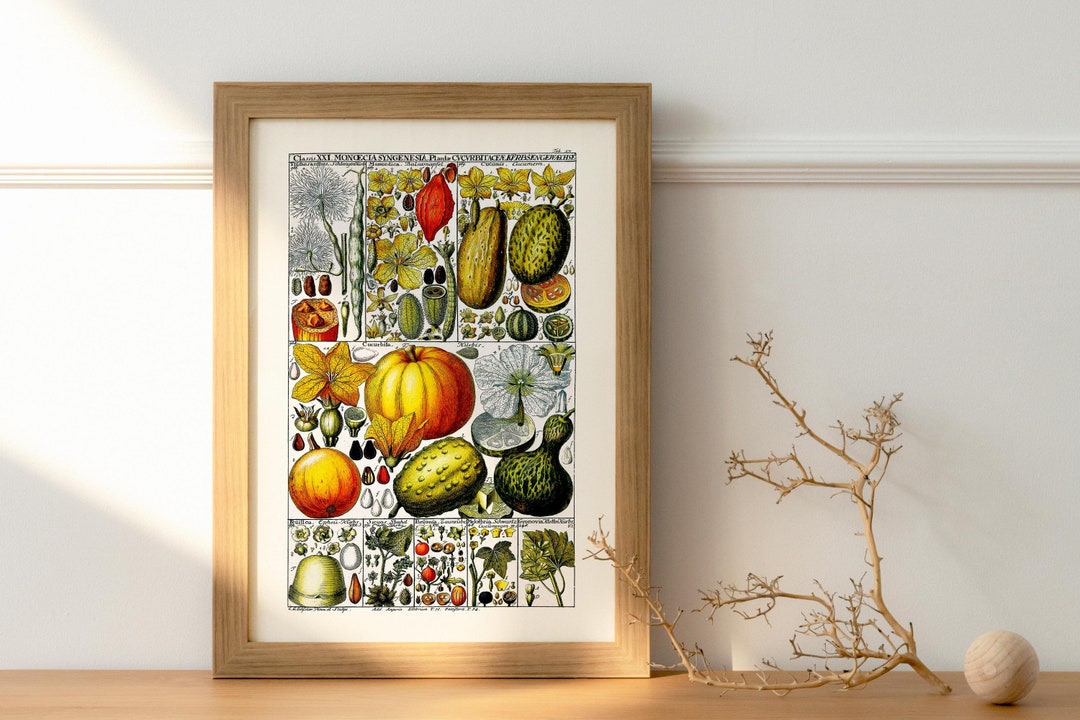 Pumpkin and Calabash Print With Frame | Yellow Flower Poster | Melon ...