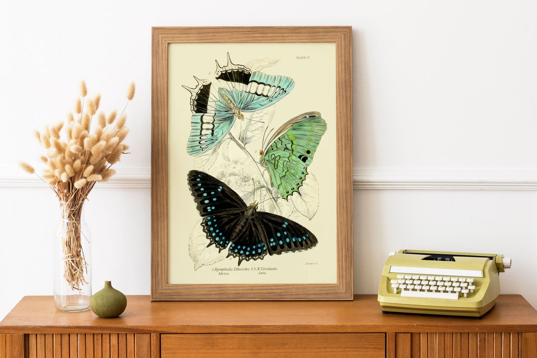 Black and Blue Butterflies Print on Fine Art Paper, Vintage Butterfly ...