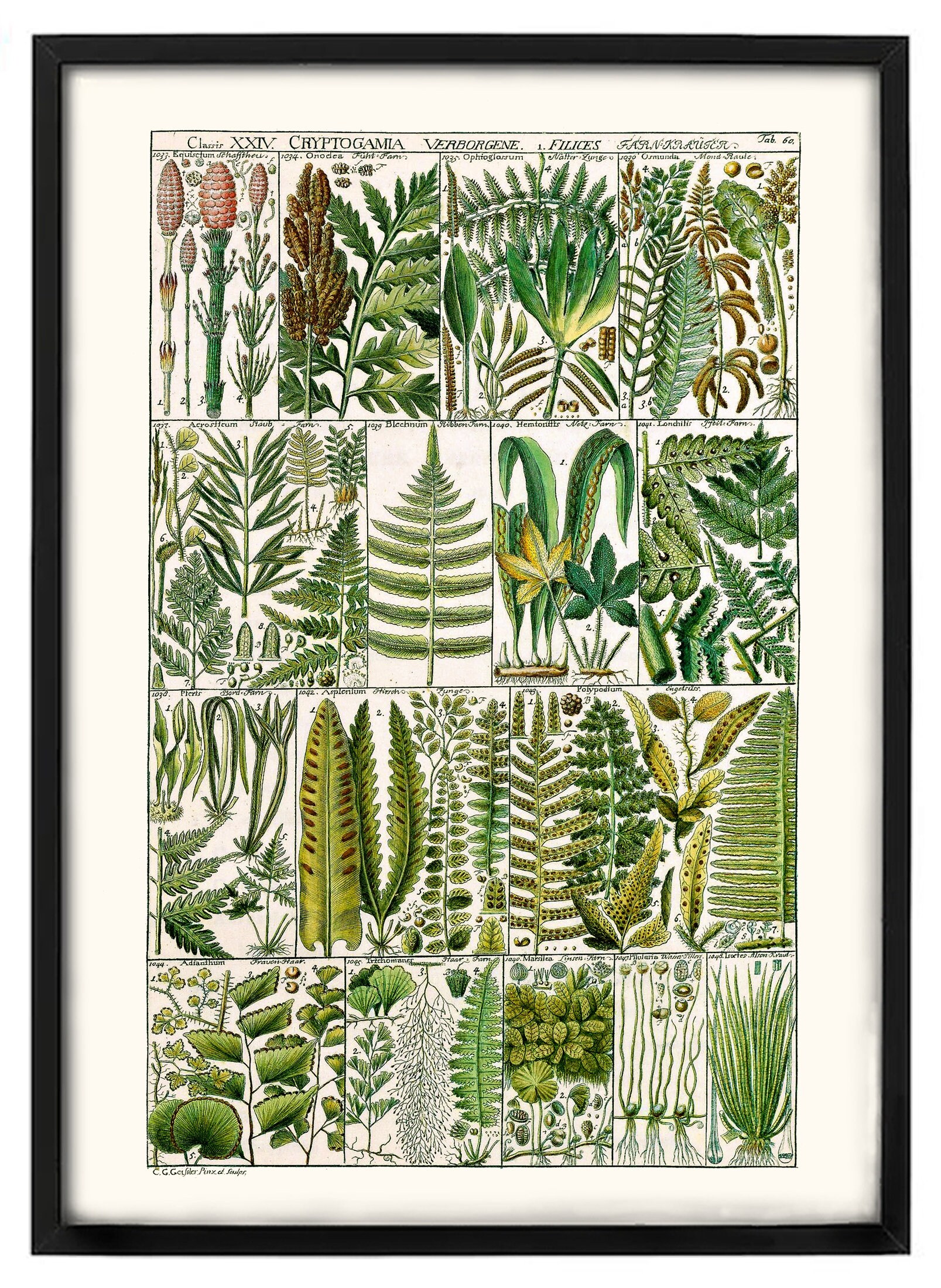 Fern Print With Frame | Fern Botanical Poster | Vintage Plant Print ...