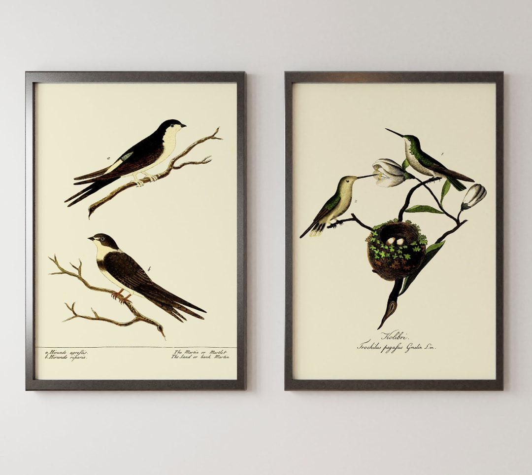 Colibri Birds | Prints With Frame | Birds Posters | Vintage Print ...