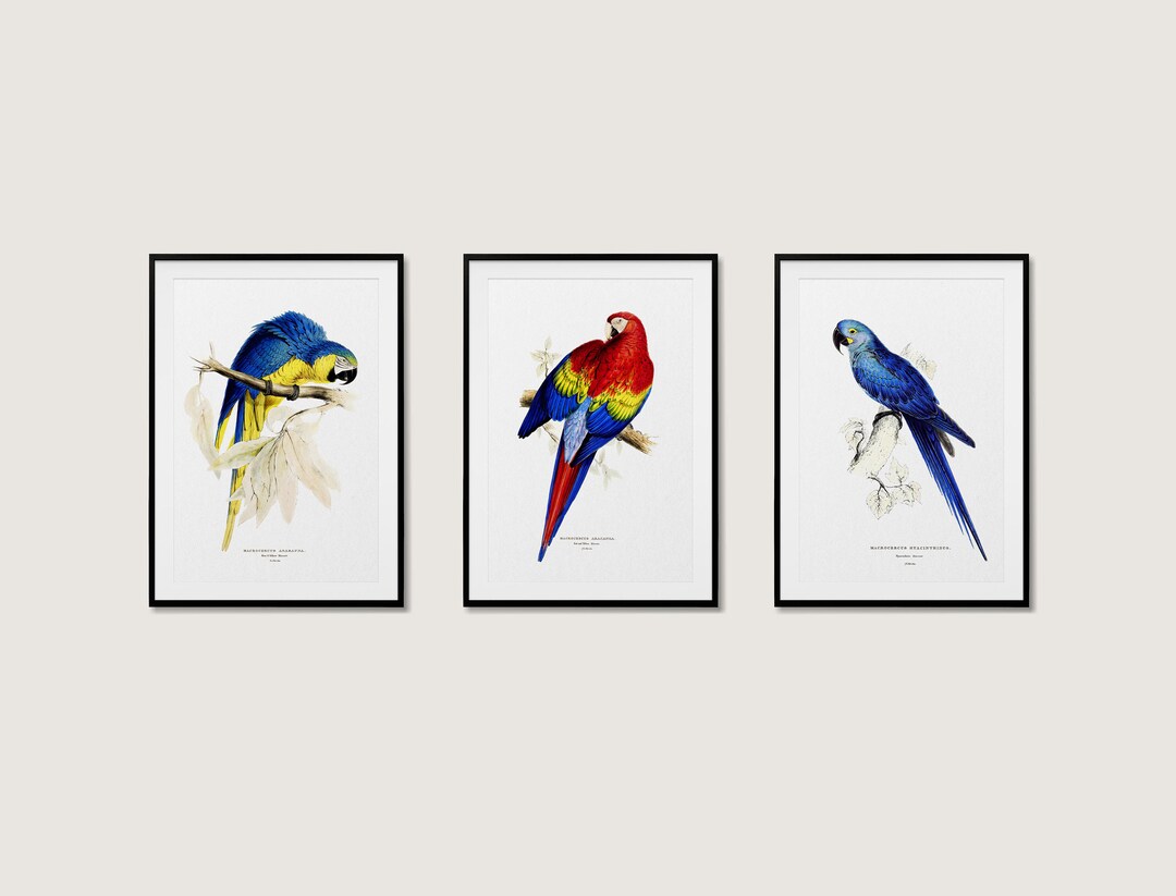 Set of Macaw Prints, Parrot Print Framed, Set of 3 Antique Print, Birds ...