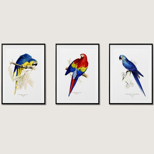 Macaw Poster - Etsy