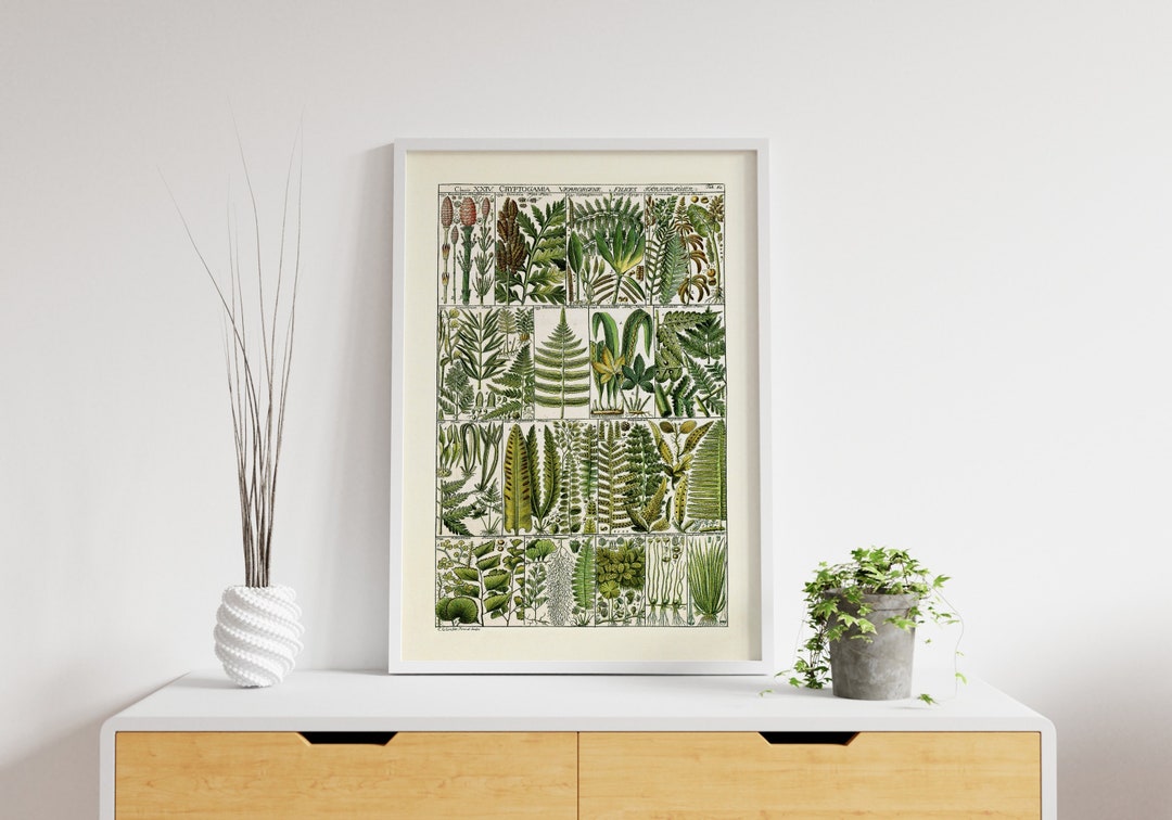 Fern Print With Frame | Fern Botanical Poster | Vintage Plant Print ...