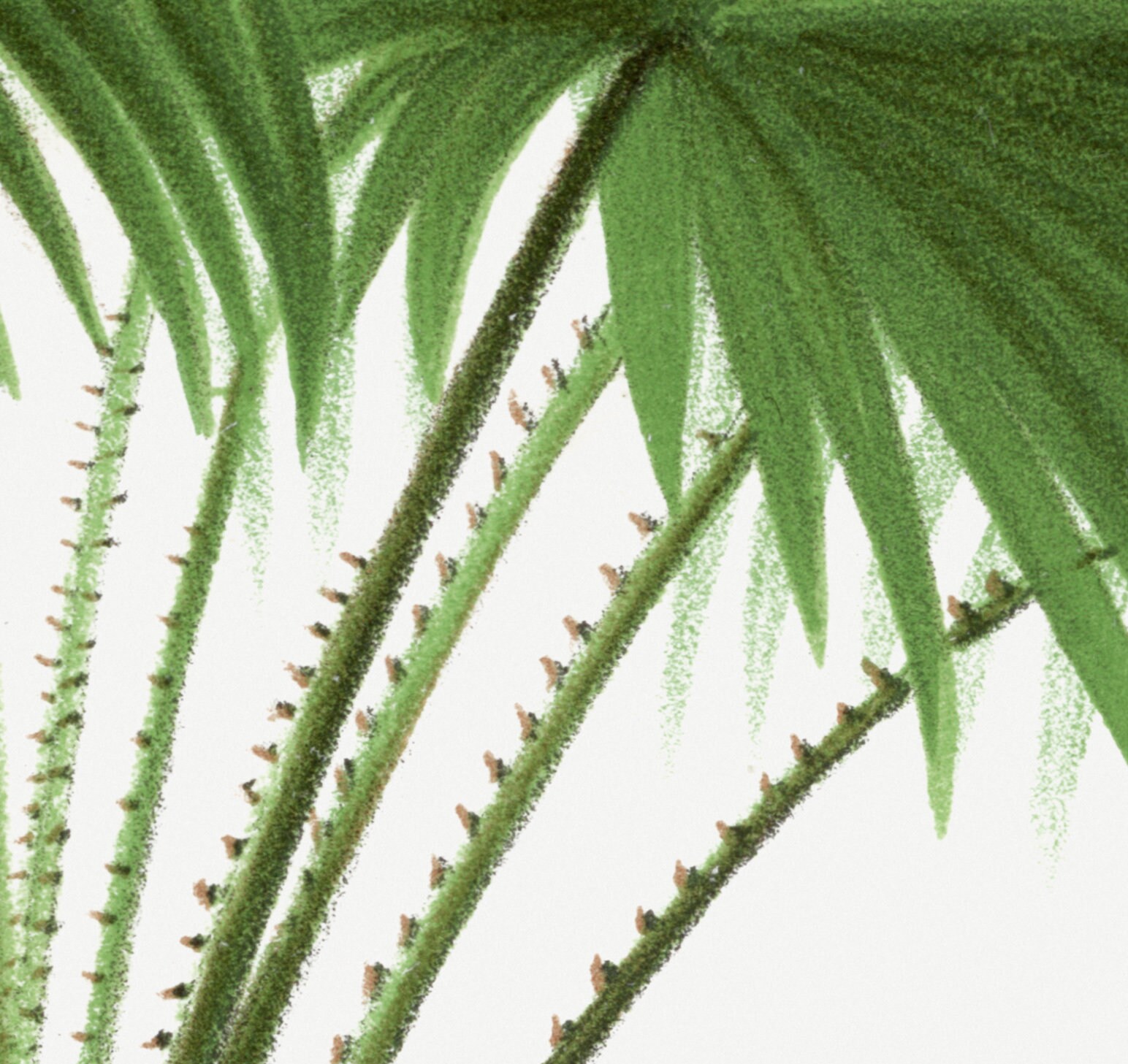Palm Leaf Set of 2 Palm Tree Print Plant Posters Set Tropical Plant ...