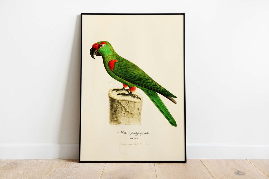 Watercolor Green Parrot With Frame Print | Tropical Parrot Painting ...