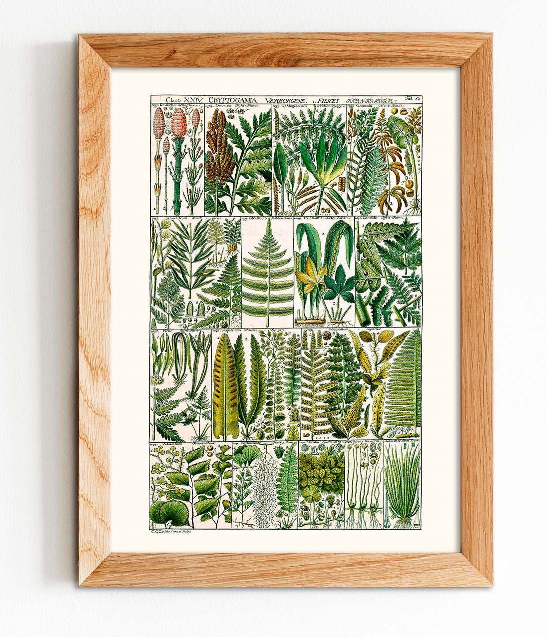 Fern Print With Frame | Fern Botanical Poster | Vintage Plant Print ...