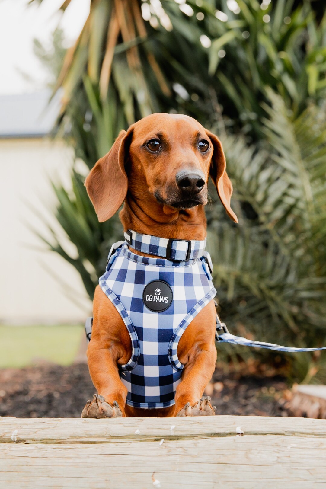 Captain Dog Harness - Etsy Australia