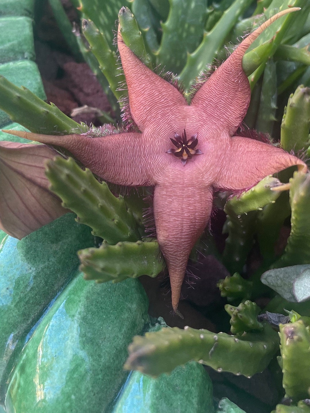 Stapelia Schinziii Exotic Succulent starfish Plant - Etsy