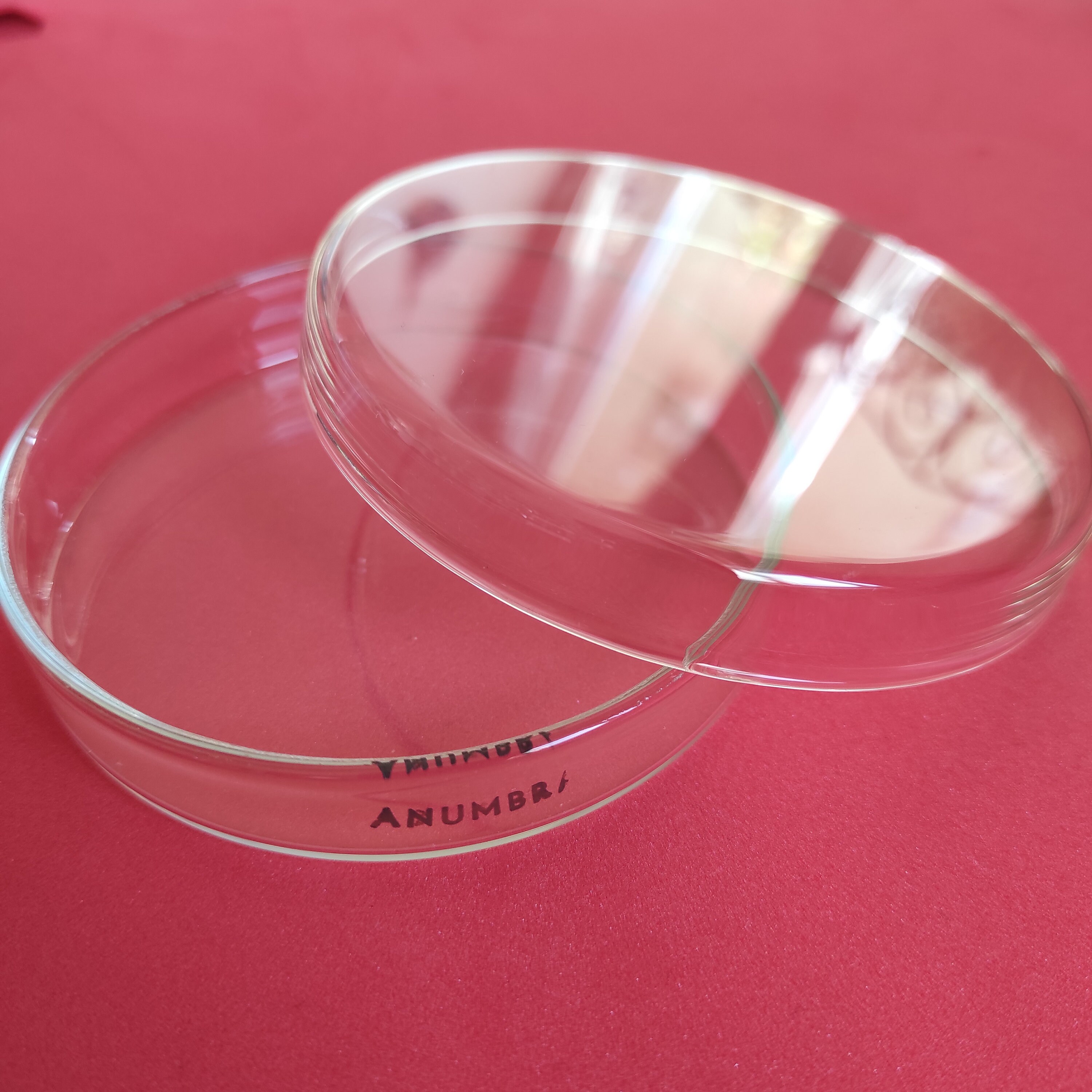 Vintage Petri Dish Medical Glass Laboratory Glassware Scientific ...