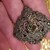 Vintage Judith Jack Marcasite and Sterling Silver Brooch - Etsy