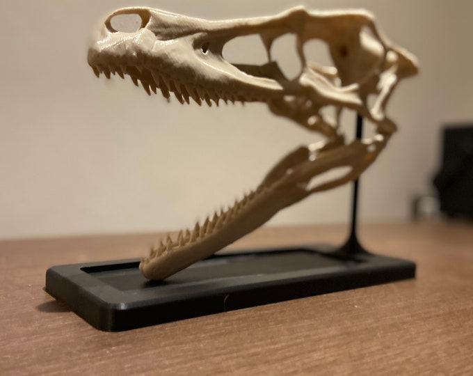 Velociraptor Skeleton, Real Dimension 1:1 - Etsy
