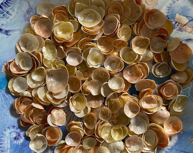 Bulk Jingle Shells/saddle Oyster Sea Shells/ Craft Shells, Orange and ...