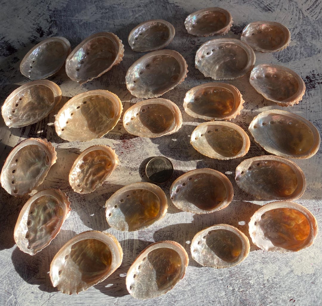 Abalone Sea Shells Beach Decor Craft Shells Haliotis Vulcanicus Beach ...