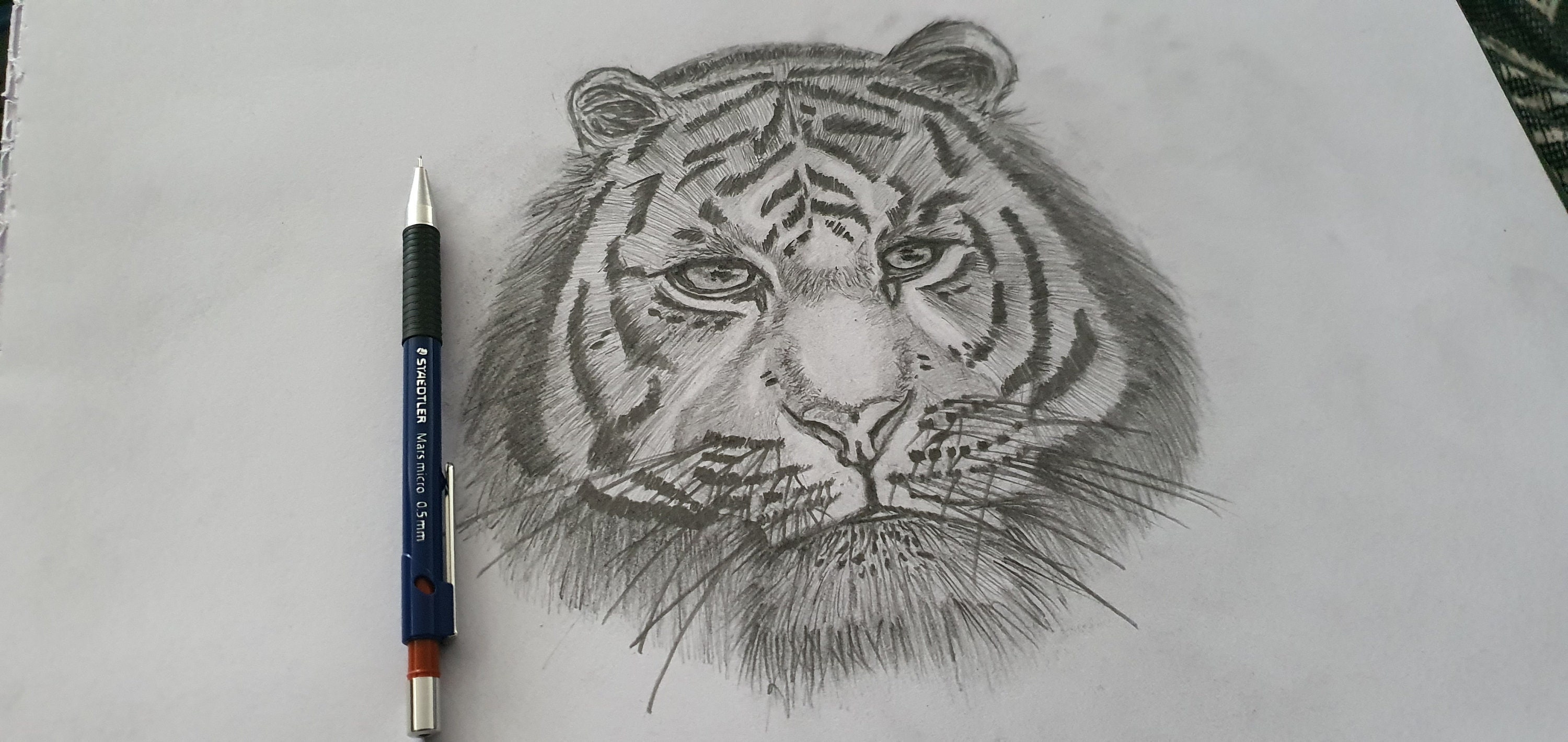 A3 Graphite Piece of a Tiger. If You Love Animals You Will Love This ...