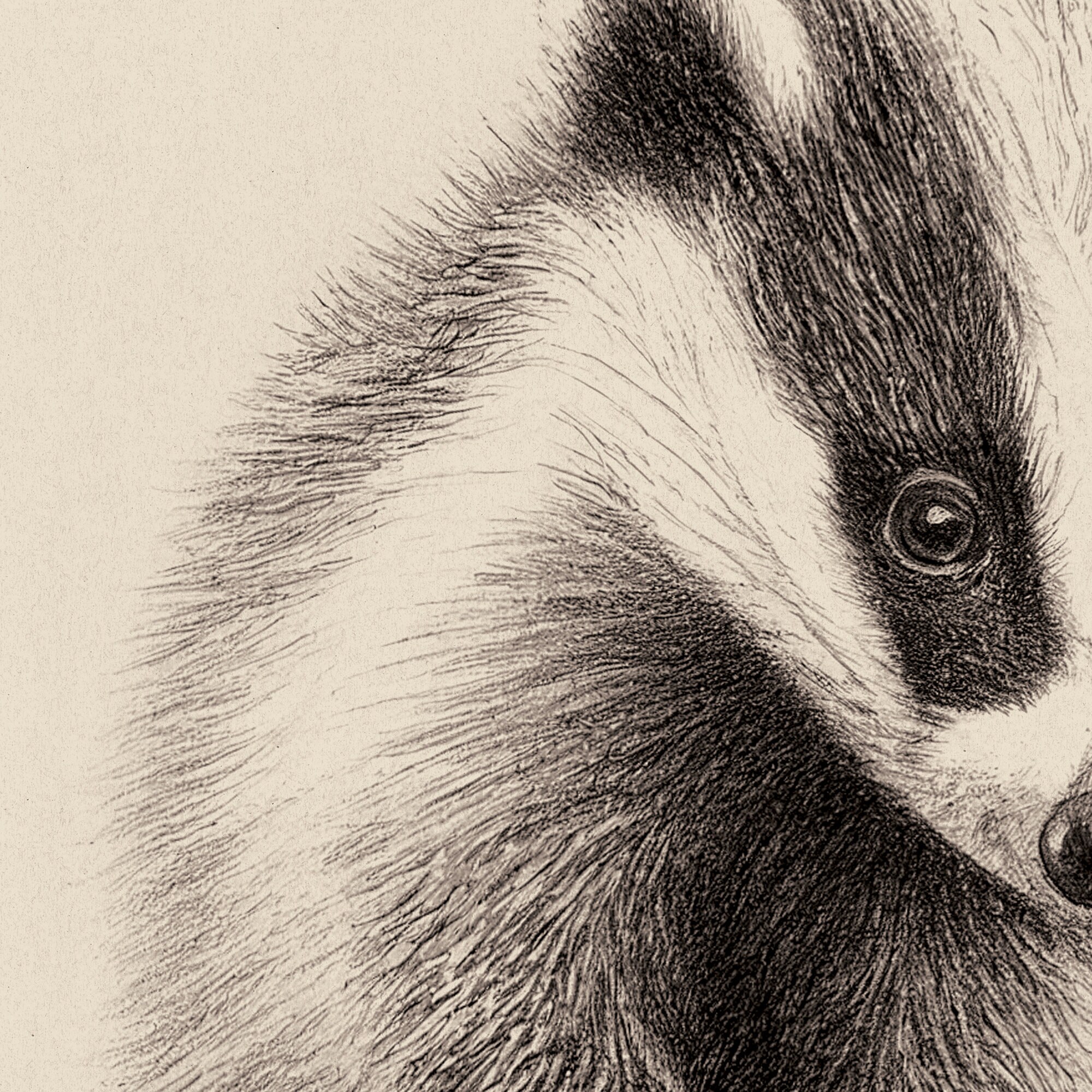 Woodland Baby Badger Drawing, Printable, Badger Print, Nursery Wall Art ...