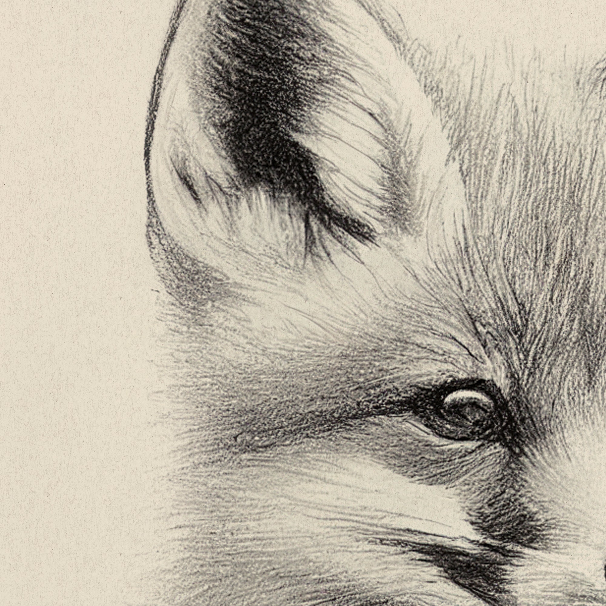 Woodland Baby Fox Drawing, Printable, Fox Print, Nursery Wall Art Decor ...
