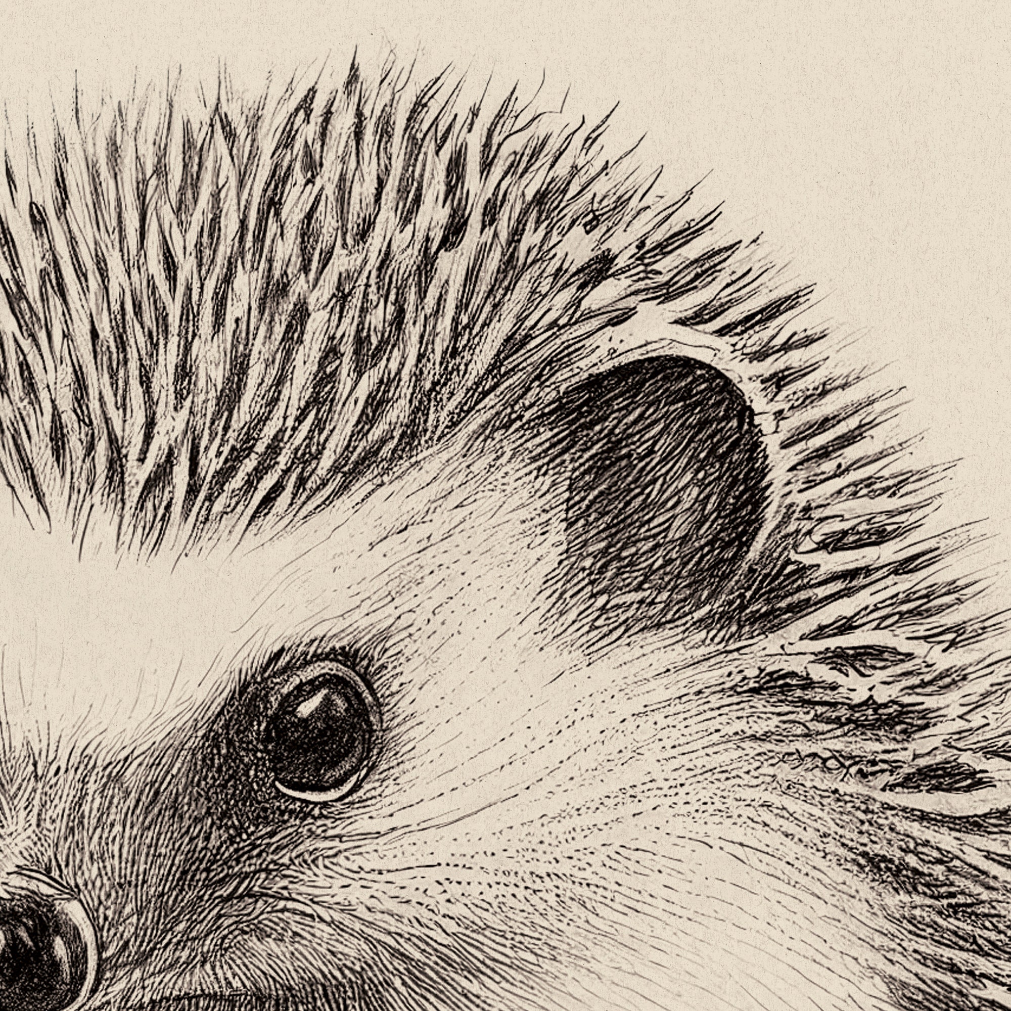 Woodland Baby Hedgehog Drawing, Printable, Hedgehog Print, Nursery Wall ...