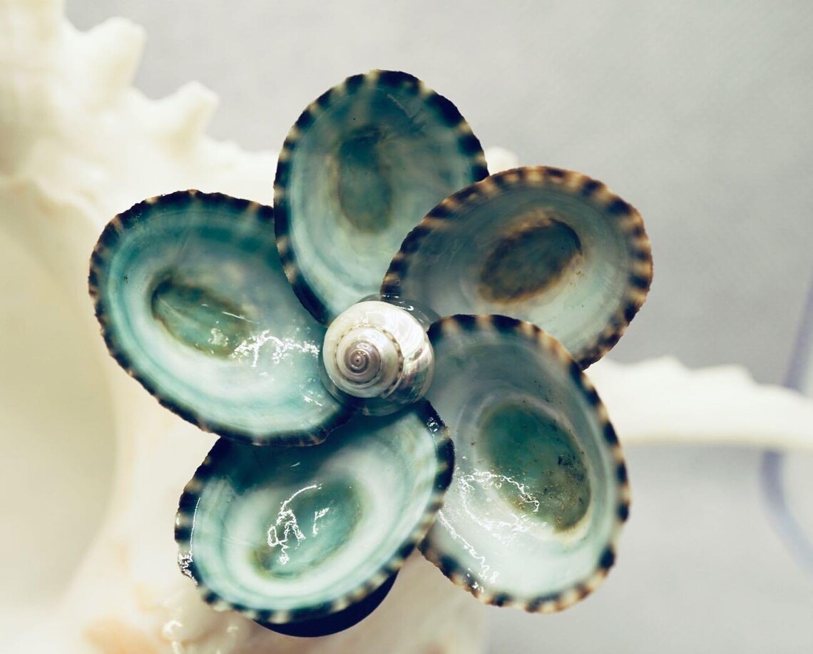 Blue Limpet Shell Magnet - Etsy