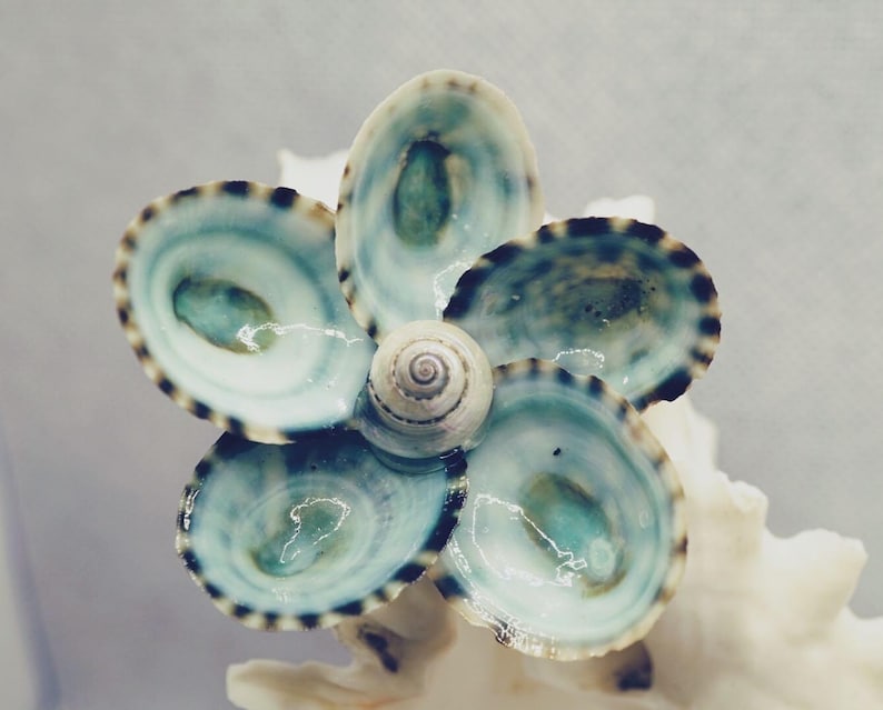 Blue Limpet Shell Magnet - Etsy