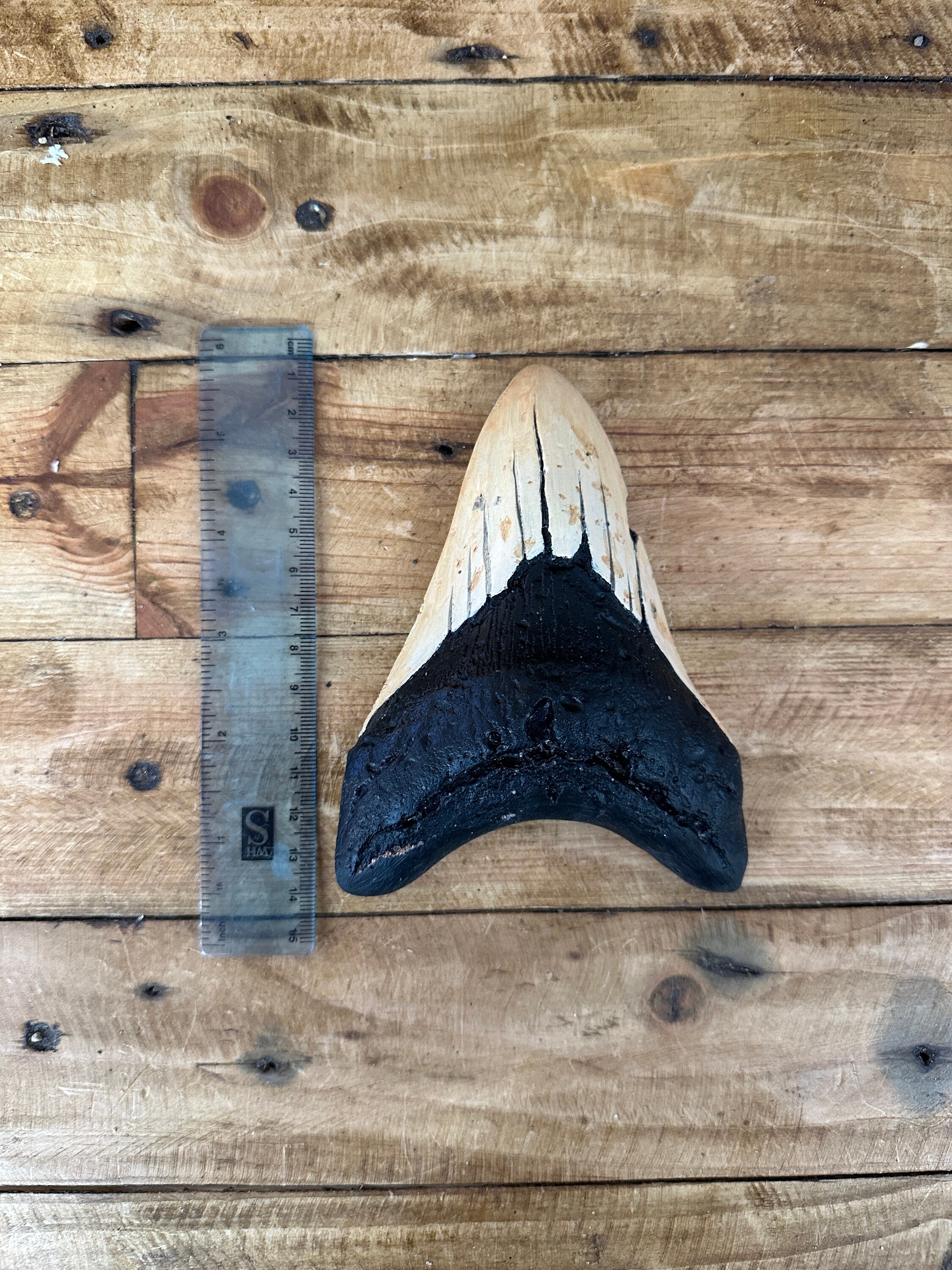 Majestic Resin Megalodon Tooth Replica 12cm X 9.5cm - Etsy