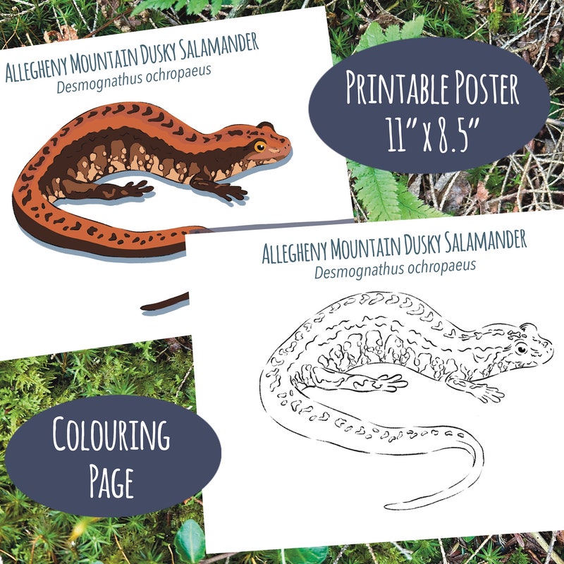 Salamander Species Poster - Etsy