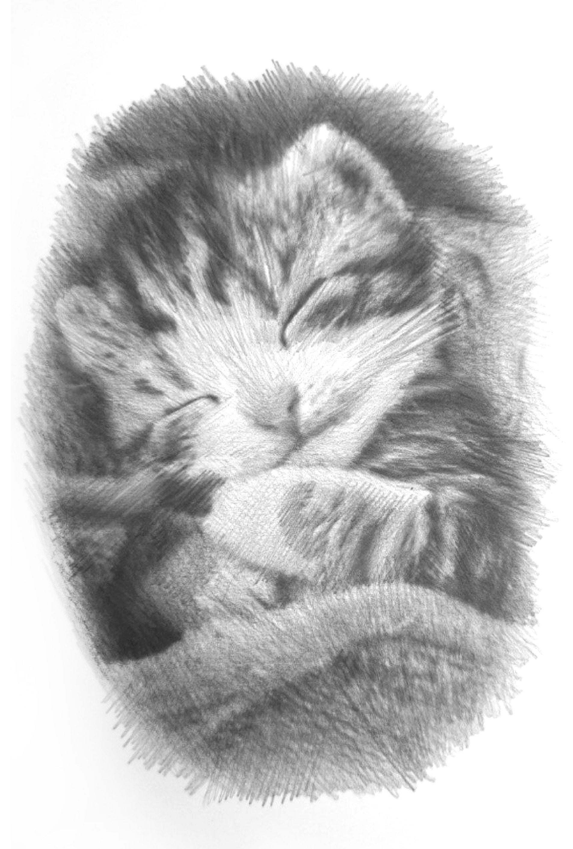 ORIGINAL Pencil Drawing of Cat Kitten Graphite Pencil - Etsy
