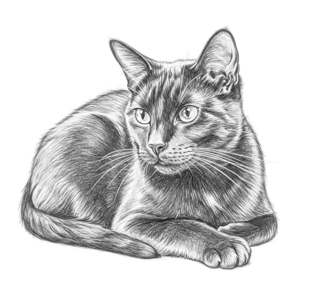 Original Pencil Drawing of Cat | Kitten Graphite Sketch, Hand-drawn Cat ...