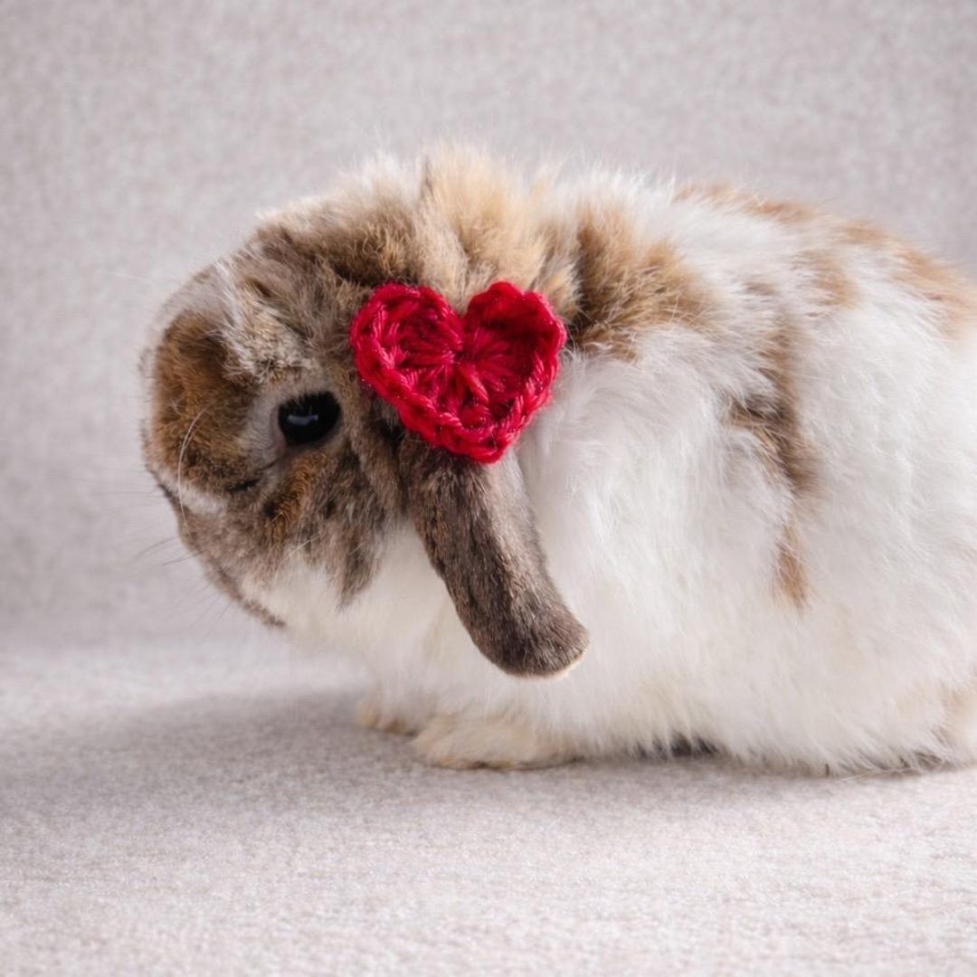 Rabbit Ear Bow, Bows for Rabbits, Bunny Bows, Handmade Bunny Accessory ...