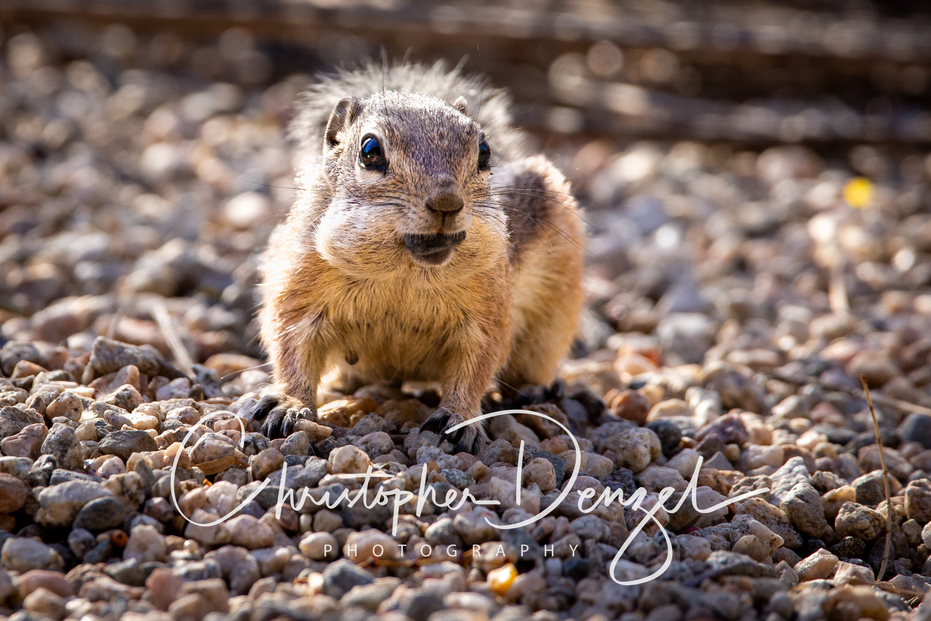 Desert Chipmunk - Mojave Desert, California - Photography Nature ...