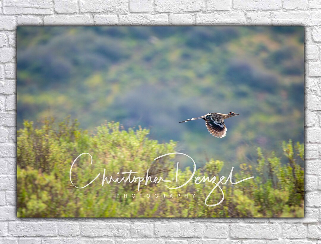 Roadrunner in Flight - Bernardo Bay San Diego California - Bird ...