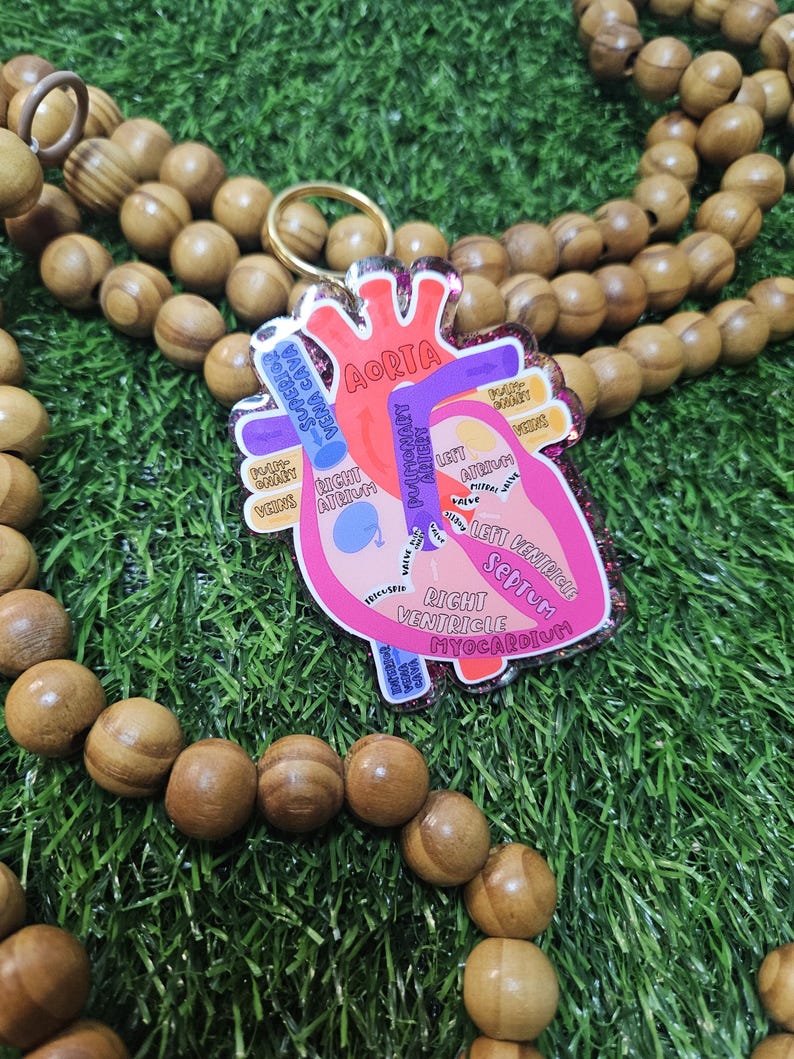 Anatomical Labeled Heart Keychain – Glittered - Etsy
