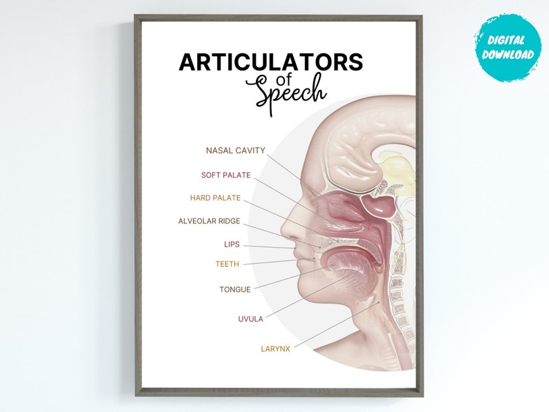Articulators of Speech, Speech Therapy Posters, Speech Printables, Speech Articulators, Speech ...