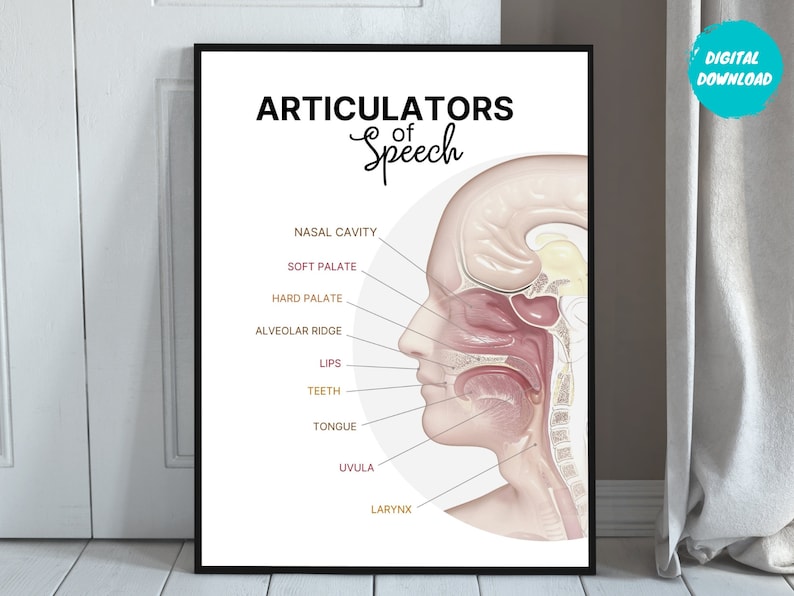 Articulators of Speech, Speech Therapy Posters, Speech Printables ...