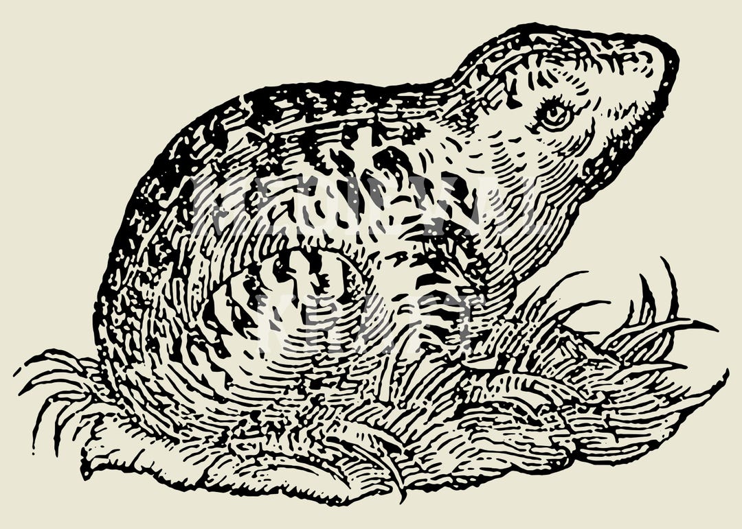 Renaissance Frog Toad Art Print, Medieval Art Print, Occult Art Decor ...