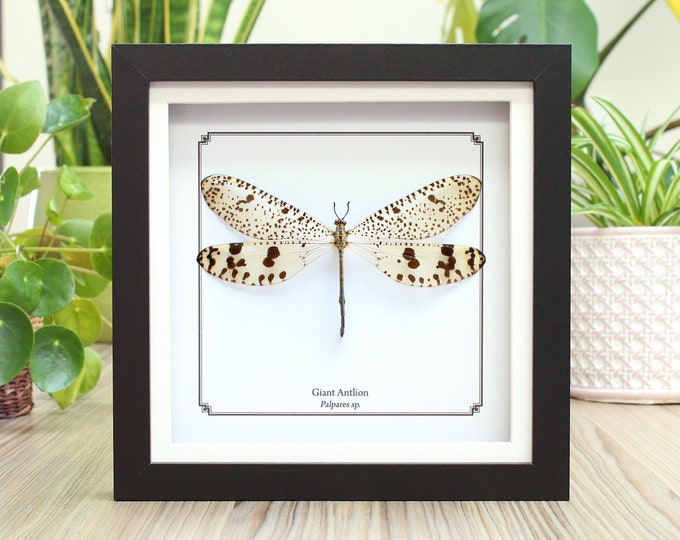 Giant Antlion Real Insect in Frame (palpares Sp.), Taxidermy Neuroptera ...
