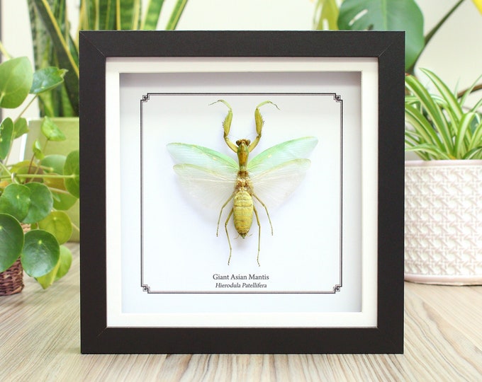 Giant Asian Mantis Real Insect in Frame (hierodula Patellifera ...