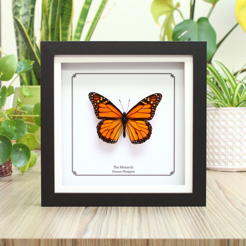 Framed Butterflies Etsy