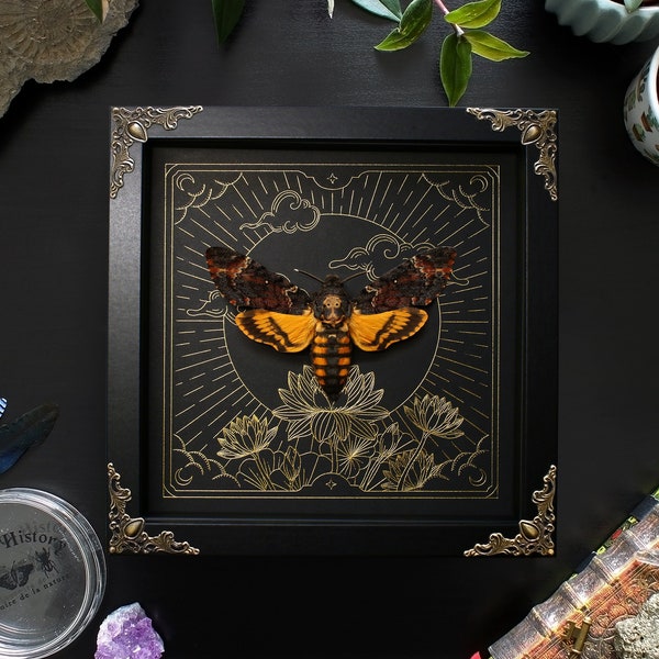 Hawk Moth - Etsy