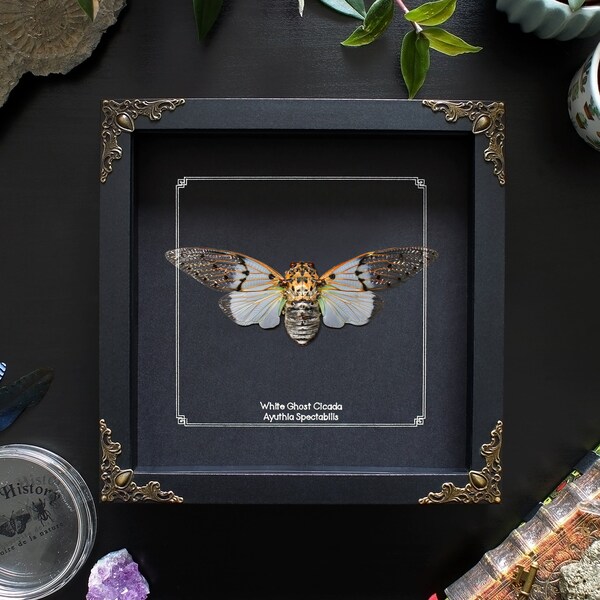 Framed Insects - Etsy