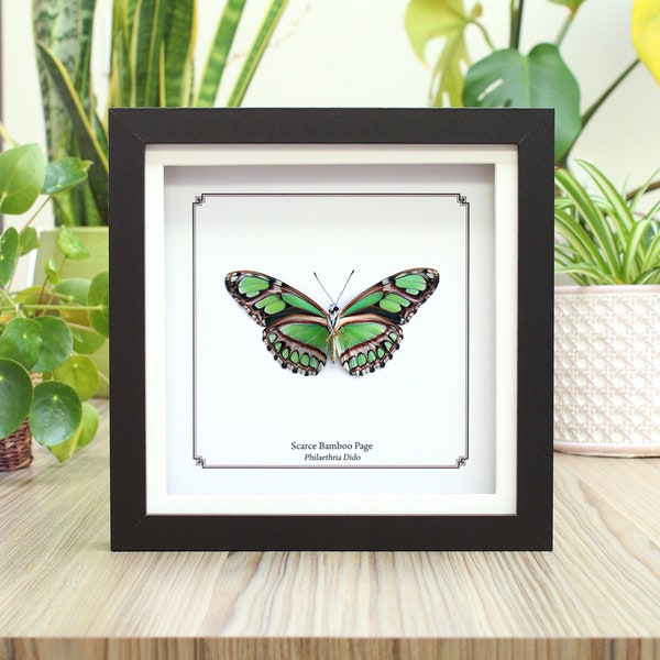Real Butterfly Framed - Etsy