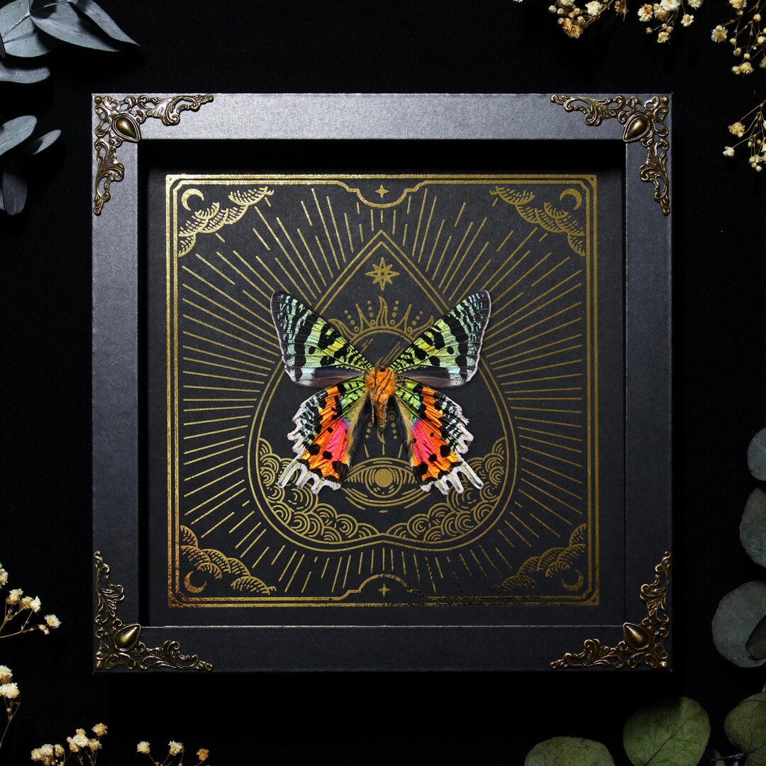 Madagascan Sunset Moth in Frame (chrysiridia Rhipheus), Real Taxidermy ...