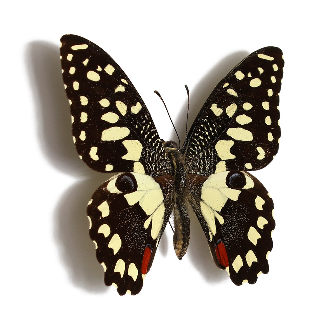 Lime Swallowtail Real Butterfly in Frame (papilio Demoleus Libanius ...