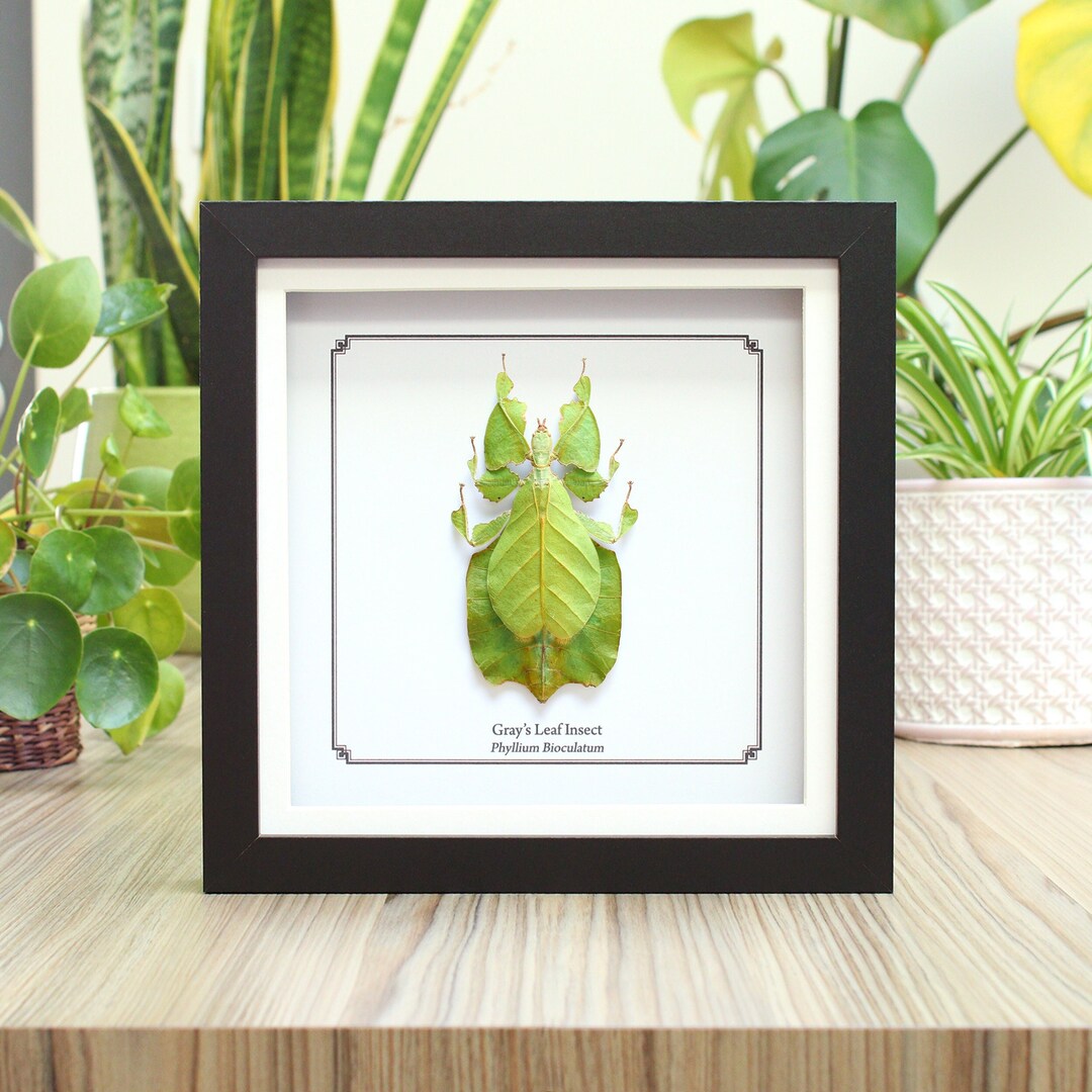 Gray's Leaf Insect Real Insect in Frame (phyllium Bioculatum ...