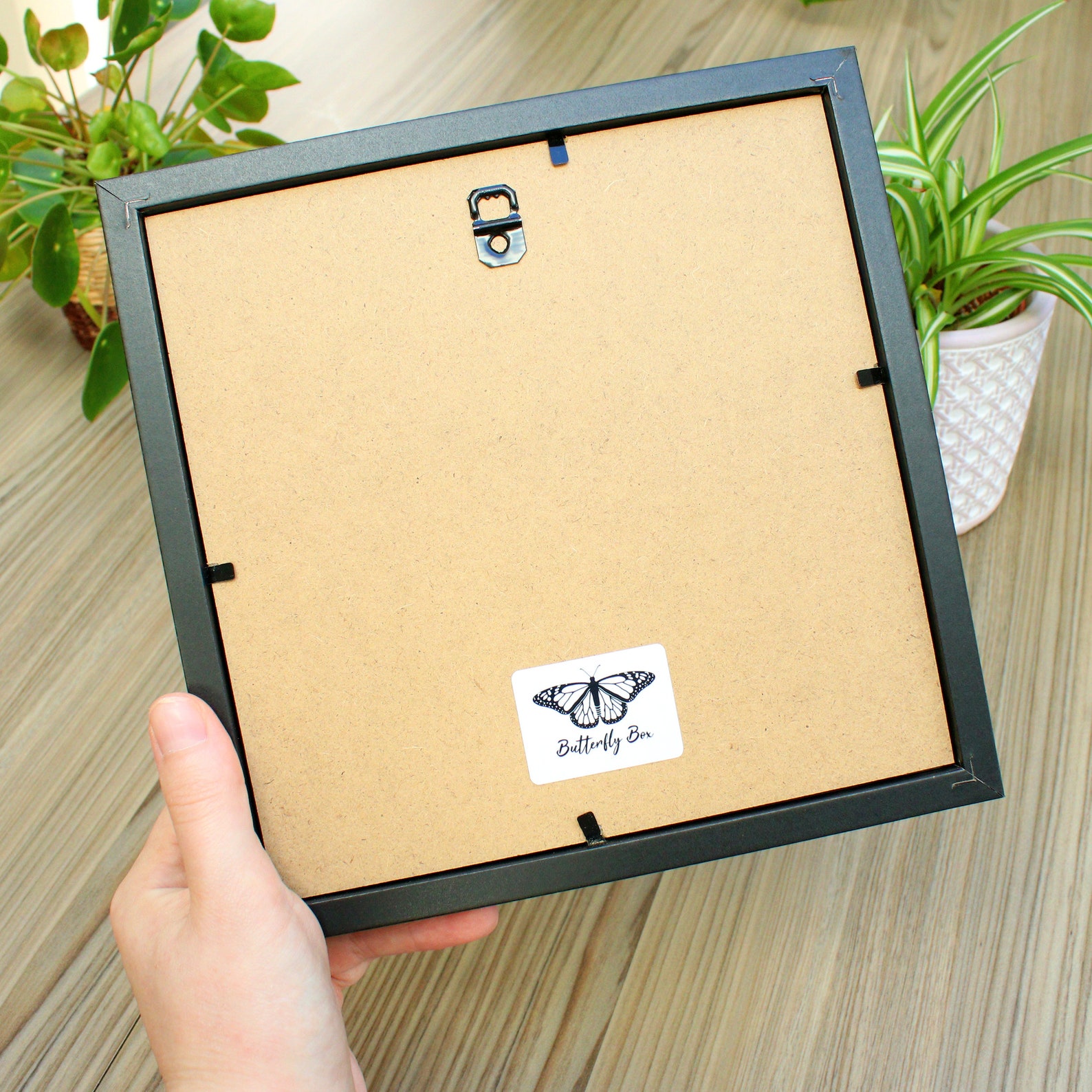 Lime Swallowtail Real Butterfly in Frame (papilio Demoleus Libanius ...