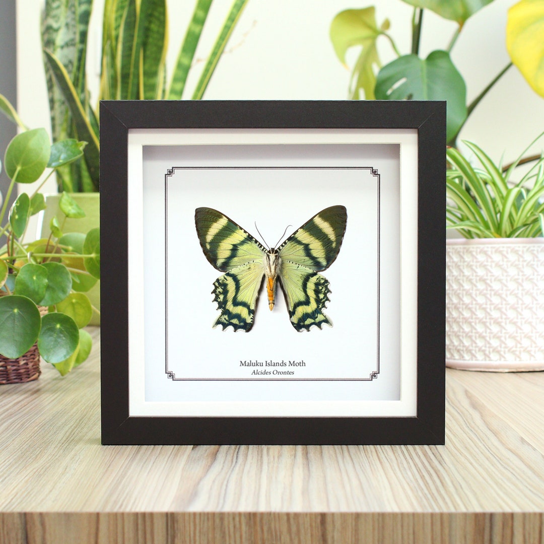 Maluku Islands Moth (ventral Side) Real Moth in Frame (alcides Orontes ...